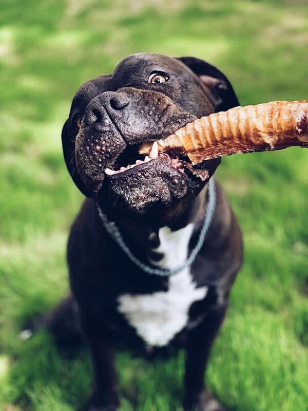 Tráquea para perros: Un tubo esencial para la salud respiratoria canina ...