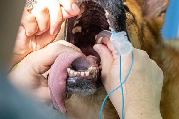 Tráquea para perros: Un tubo esencial para la salud respiratoria canina ...
